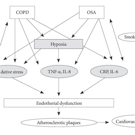 Copd And Osa Are Systemic Disorders Copd Chronic Obstructive