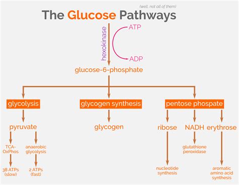 Glucose Metabolism Pathway
