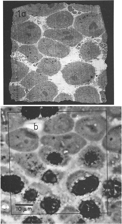 Recognition Of Nuclear Dna Synthesizing Cells In Thin Sections A Download Scientific Diagram