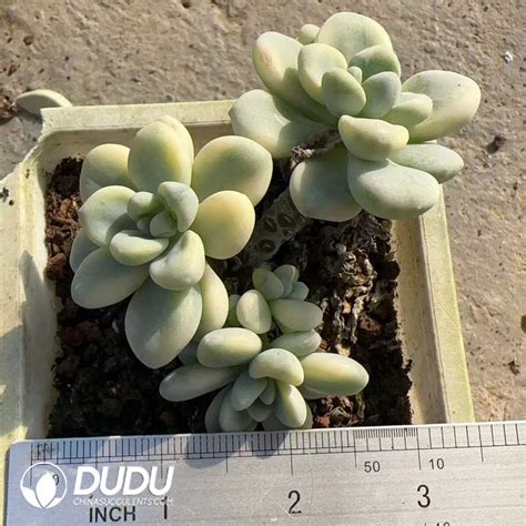 Sedum Ruby Ball Variegated Dudu Wholesale Rare Live Succulents Plants Grower