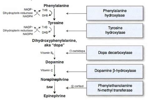Catecholamine Synthesis Biochemistry Flashcards Quizlet