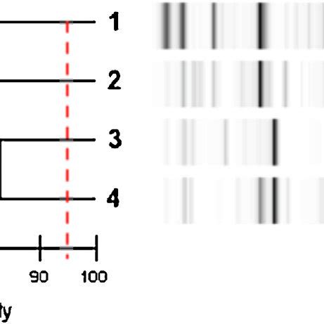Molecular Typing By Semi Automated Repetitive Element Sequence Based