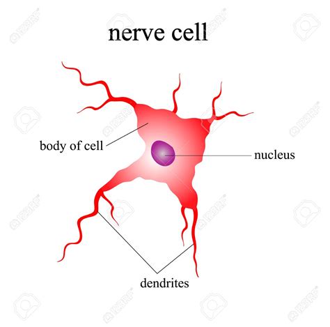 Nerve Cell Diagram Exatin Info