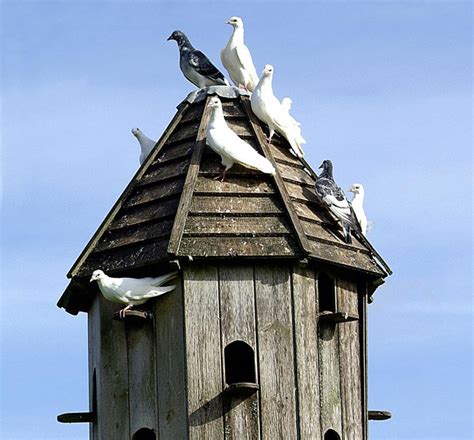 12 мифов и фактов о Николе Тесле Вокруг Света