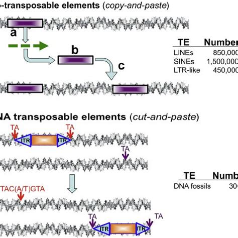 PDF Chapter Risks Of Insertional Mutagenesis By DNA Transposons In Cancer Gene Therapy