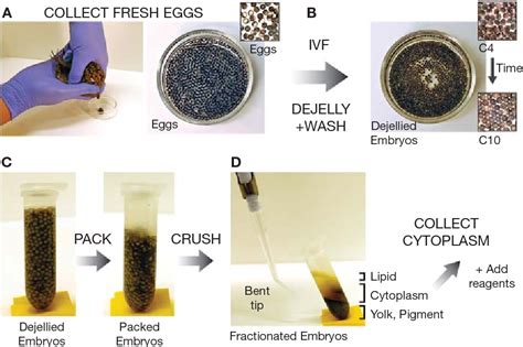 Xenopus Laevis Embryo