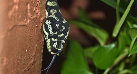 Python Kills Indonesian Man Swallows Him Whole Expat Media