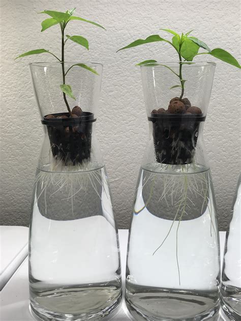 Seedlings Rhydroponics