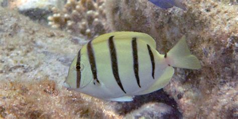 宇和海の魚 シマハギ