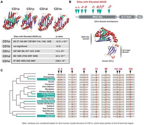 Diversification Of Cd1 Molecules Shapes Lipid Antigen Selectivity Pmc