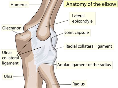 Medial Epicondylitis Golfers Elbow Centeno Schultz Clinic