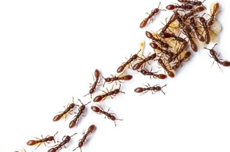 Ant Colonies Behave Like Neural Networks When Making Decisions Mirage News