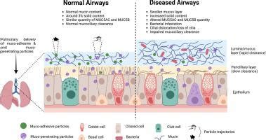Airway Mucus In Pulmonary Diseases Muco Adhesive And Muco Penetrating