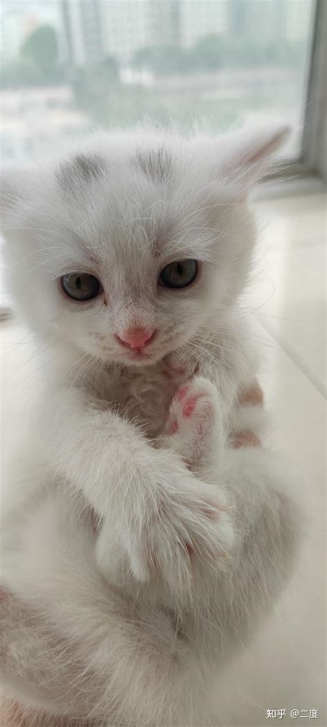 西安猫咪领养 知乎
