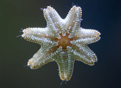 Biscuit Starfish Care And Info A Stunning Sea Star Maryland Aquarium