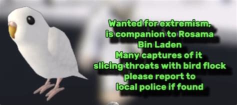 Umar The Parrot Of Umar Abdul Rahman Robloxiapedia Fandom