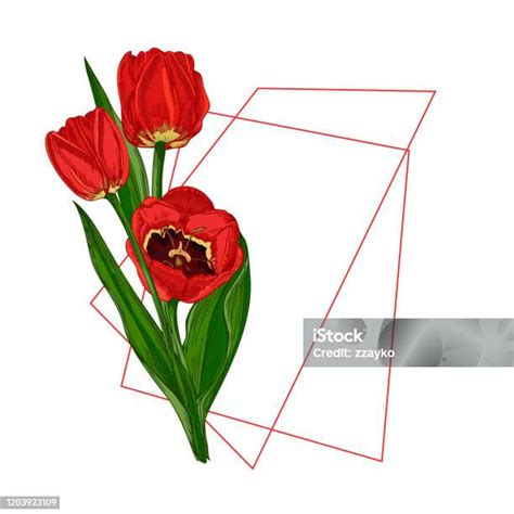 봄 꽃다발입니다 흰색 배경현실적인 식물 스케치에 고립 된 빨간 튤립 텍스트의 인기 프레임 및 장소 수채화 벡터 스타일 0명에 대한 스톡 벡터 아트 및 기타 이미지 Istock