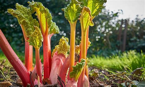 با ریواس، موهای خود را به رنگ‌های طبیعی و زیبا درآورید مجله اکالا