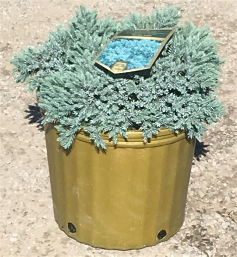 ‘blue Star Juniper Enano Azul Evergreen Maceta De 3 Galones Yaxa Colombia