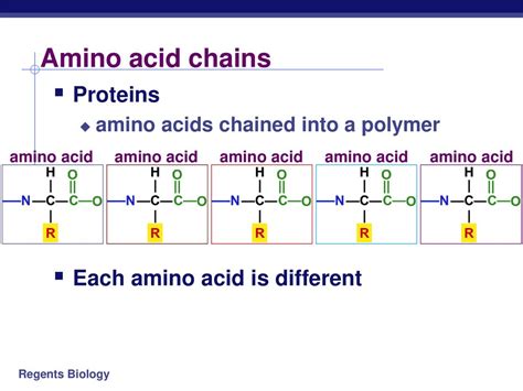 Which Component Makes Each Amino Acid Unique
