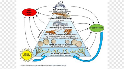 무료 다운로드 먹이 웹 먹이 사슬 해양 생태계 식물성 플랑크톤 영양 수준 음식 턱 기타 식품 Png Pngegg