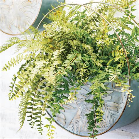 Boston Fern Bush Available At Davis Porch And Patio Weatherford Texas Outdoor Living And Patio