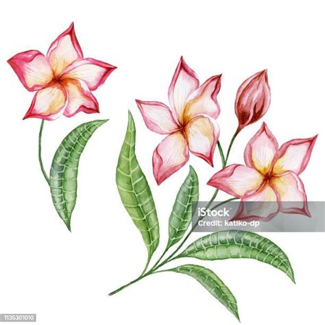 이국적인 나뭇잎과 아름 다운 플 루 메리 아 꽃 트로피컬 꽃무늬 세트 흰색 배경에 고립입니다 수채화 그림입니다 브라질에 대한 스톡 벡터 아트 및 기타 이미지 Istock