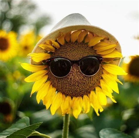 Pin De Rida Jennings En Adorable Sunflowers En 2025 Arte Del Girasol