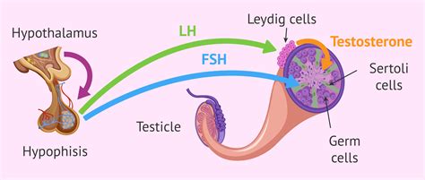 Hypothalamus Pituitary Testicle Axis