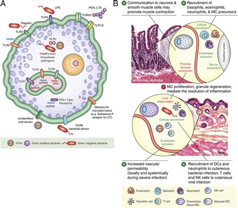 Pathogen Recognition And Innate Immune Regulation By Mcs A Mcs Download Scientific Diagram