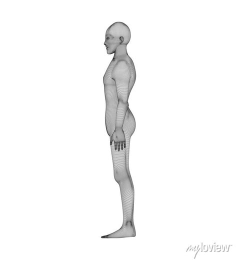Human Side View Wireframe Model With Lines On White Background