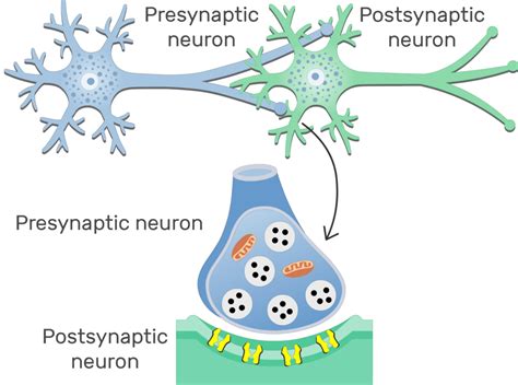 Chemical Synapse Structure And Labeled Diagram Getbodysmart