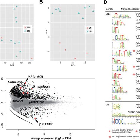 Promoter Level Expression Analyses Of Endometrial Cancer Tissues With