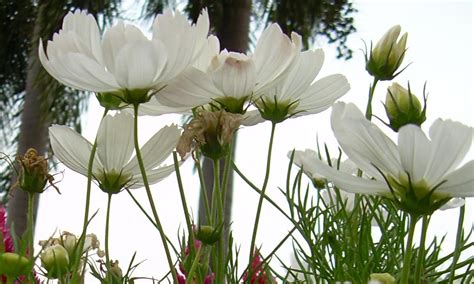 Kisah Bunga Putih Yang Indah Sang Pemenang