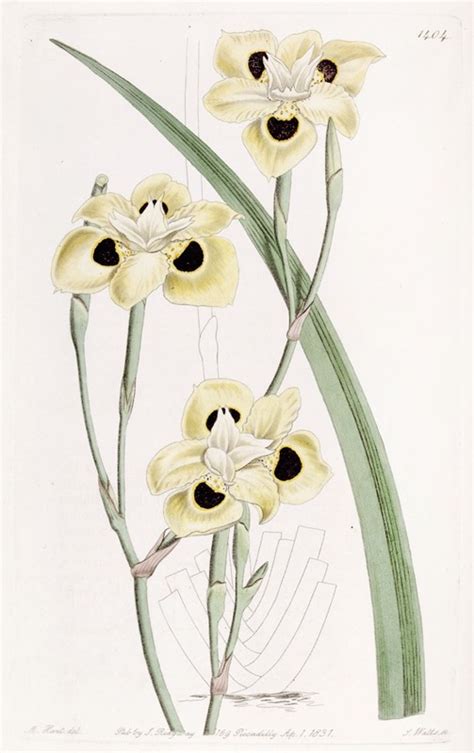 Two Coloured Iris Artvee