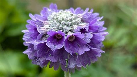 Companion Plants Millais Nurseries