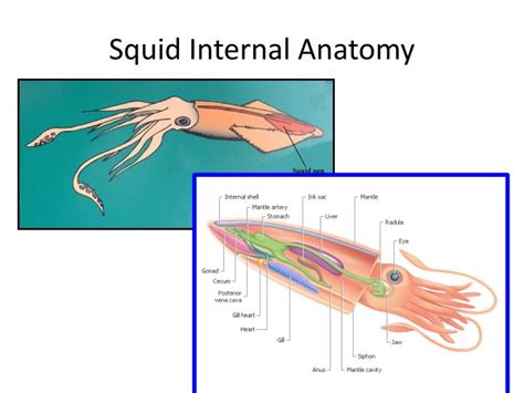 Ppt Squid Anatomy Powerpoint Presentation Id1446124