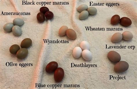 Egg Color Breeding Chart At Sarah Roman Blog