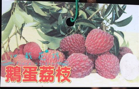 心栽花坊 鵝蛋荔枝 超取會裁切 4吋盆 荔枝 水果苗 售價500特價450 Yahoo奇摩拍賣