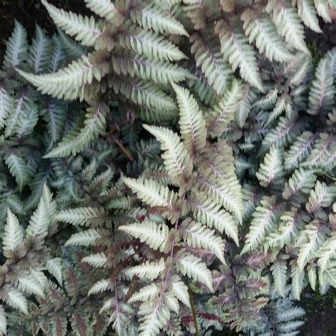 Athyrium Niponicum Pictum Pewter Lace Lady Fern Pewter Lace In