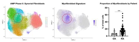 Spatial Transcriptomic Analysis Reveals Vascular Zonation Of Myofibroblasts In Rheumatoid