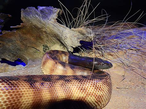 Black Headed Python Wildlife Mountain Australia Black Headed Python Wildlife Mountain Australia