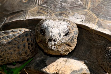 Gopher Turtle In The Wild Free Stock Photo Public Domain Pictures