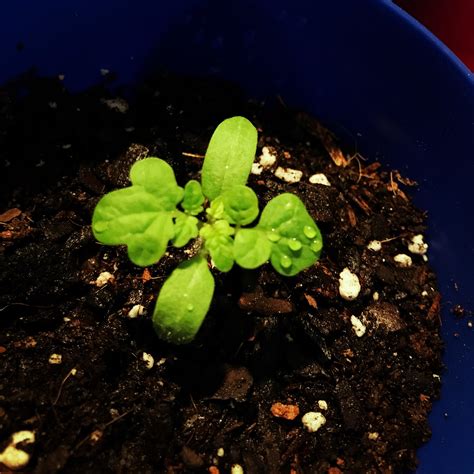 Tiny Tim Tomato Seedling R Tomatoes