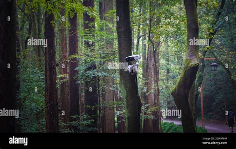 Hidden Surveillance CCTV Camera Mounted On A Tree In The Park Hangzhou China Stock Photo Alamy