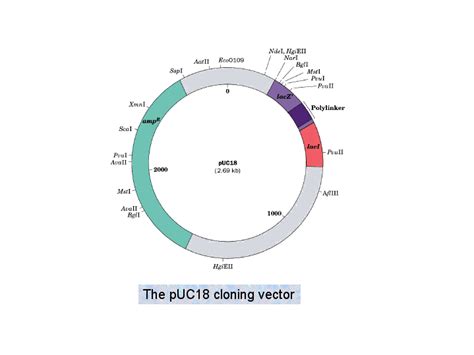 The Puc18 Cloning Vector Vector Biology Science