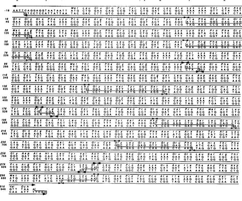 Chemical Synthesis Of The Thymidylate Synthase Gene Gene Synthesis Cassette Mutagenesis