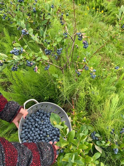 Blueberry Field Aesthetic Blueberry Picking Inspiration Blueberry