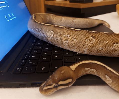 One Of The Better Ways To Use Pythons Rtechnicallythetruth