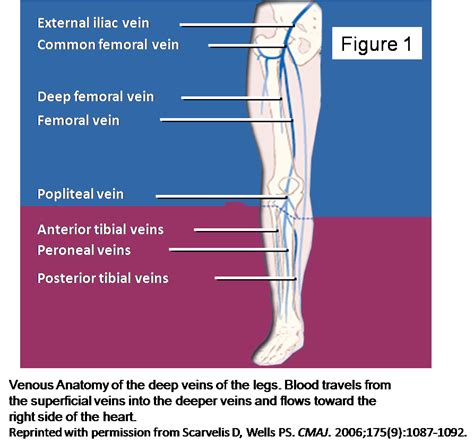 Gastrocnemius Vein Anatomy Deep Vein Thrombosis